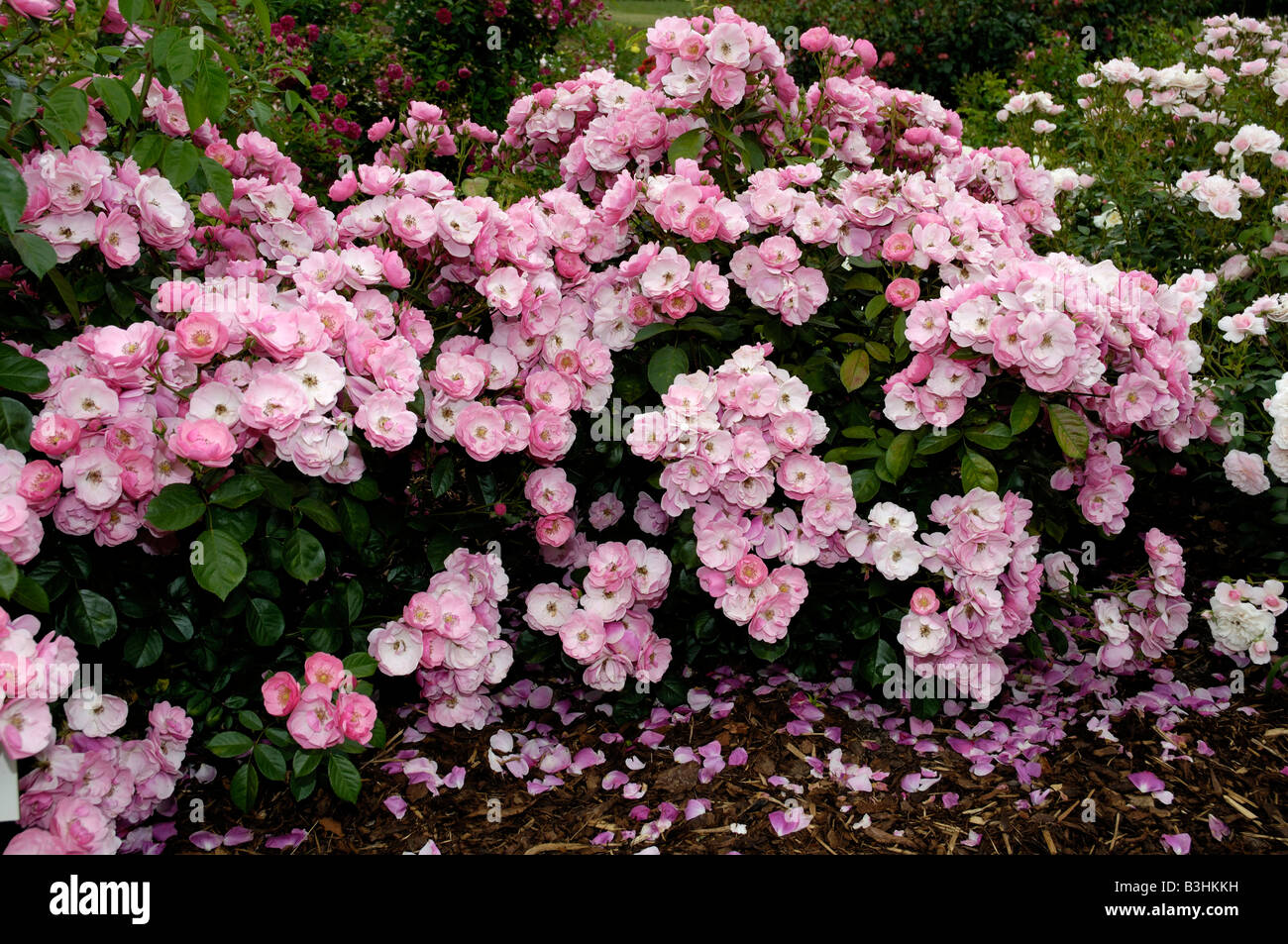 Shrub Rose Angela Stock Photo - Alamy