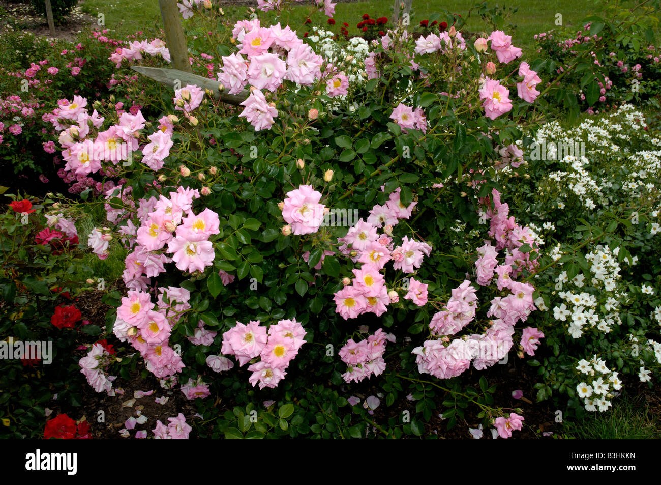 Shrub Rose Armada Stock Photo - Alamy