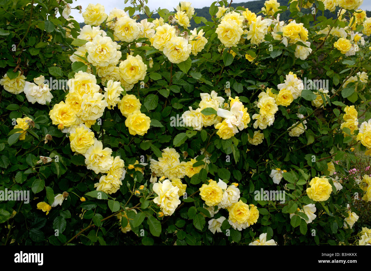 Climbing Rose Golden Gate
