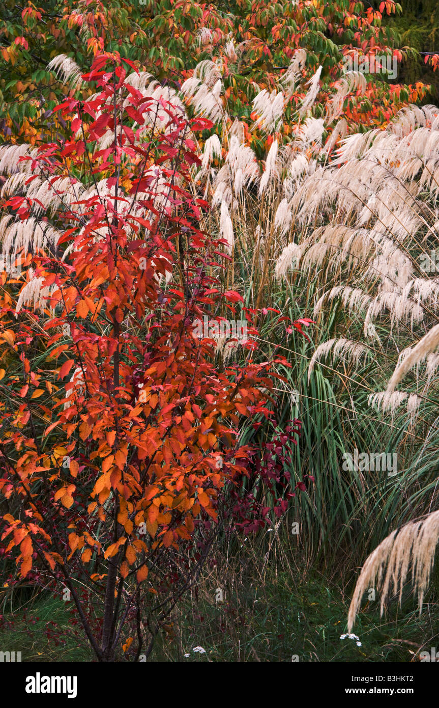 An exotic tree displays autumn colours against the nearby white ...