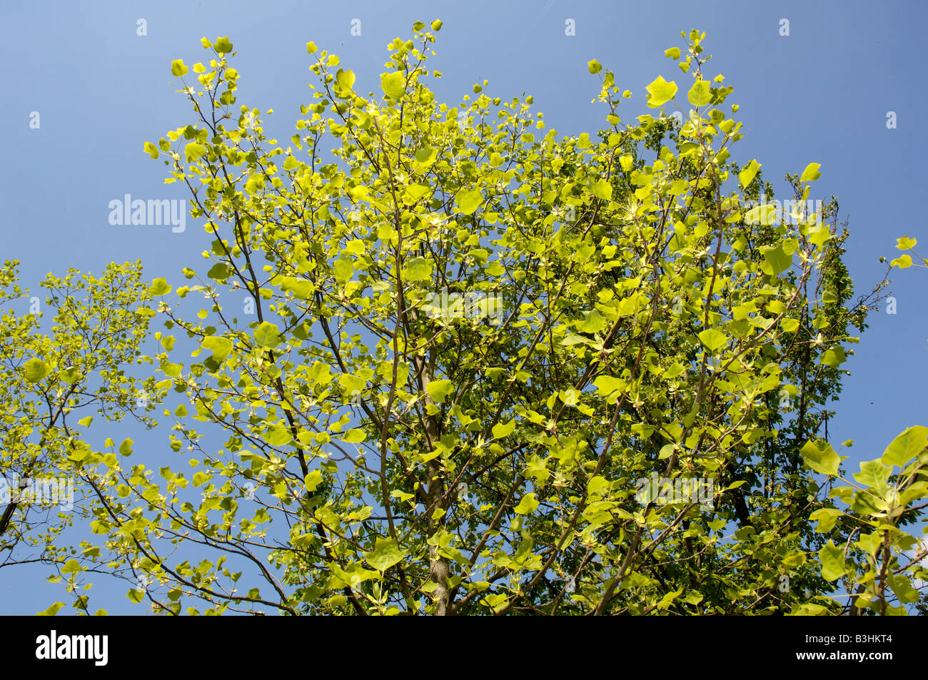 Yellow poplar, Liriodendron Stock Photo - Alamy