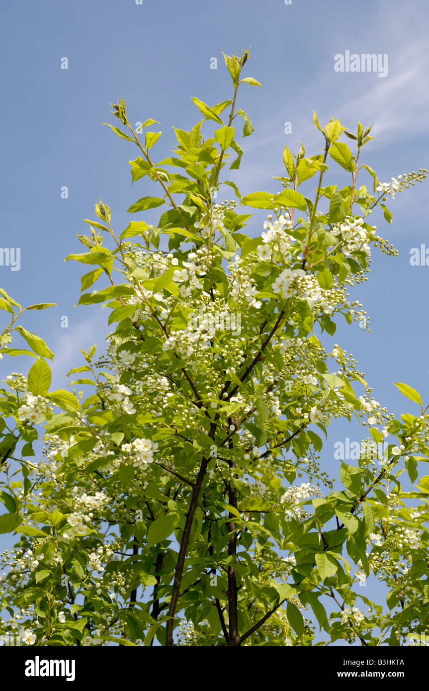 Birdcherry High Resolution Stock Photography and Images - Alamy