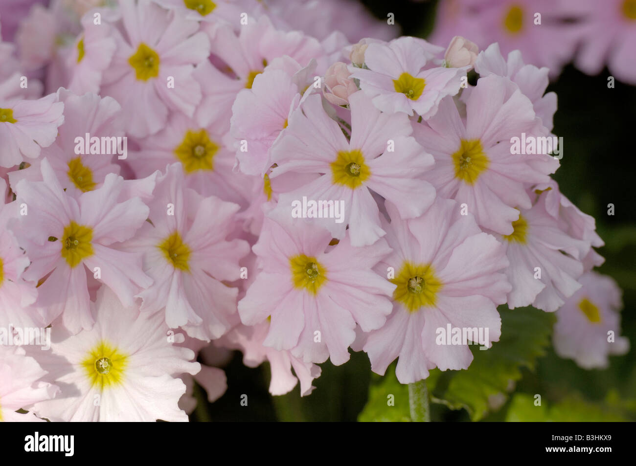 Fairy primrose hi-res stock photography and images - Alamy