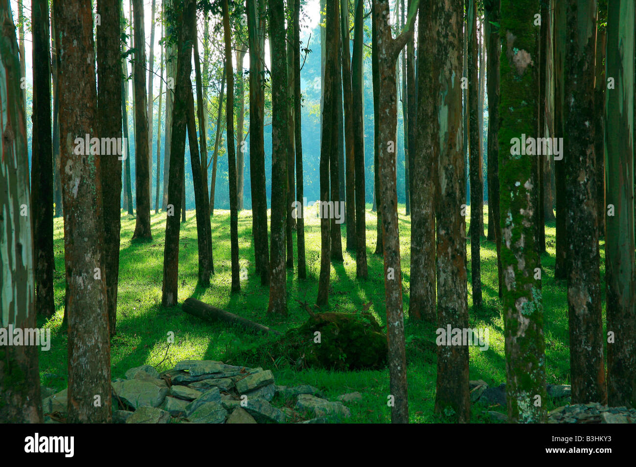 Tree trunks in Munnar,Kerala,India Stock Photo - Alamy