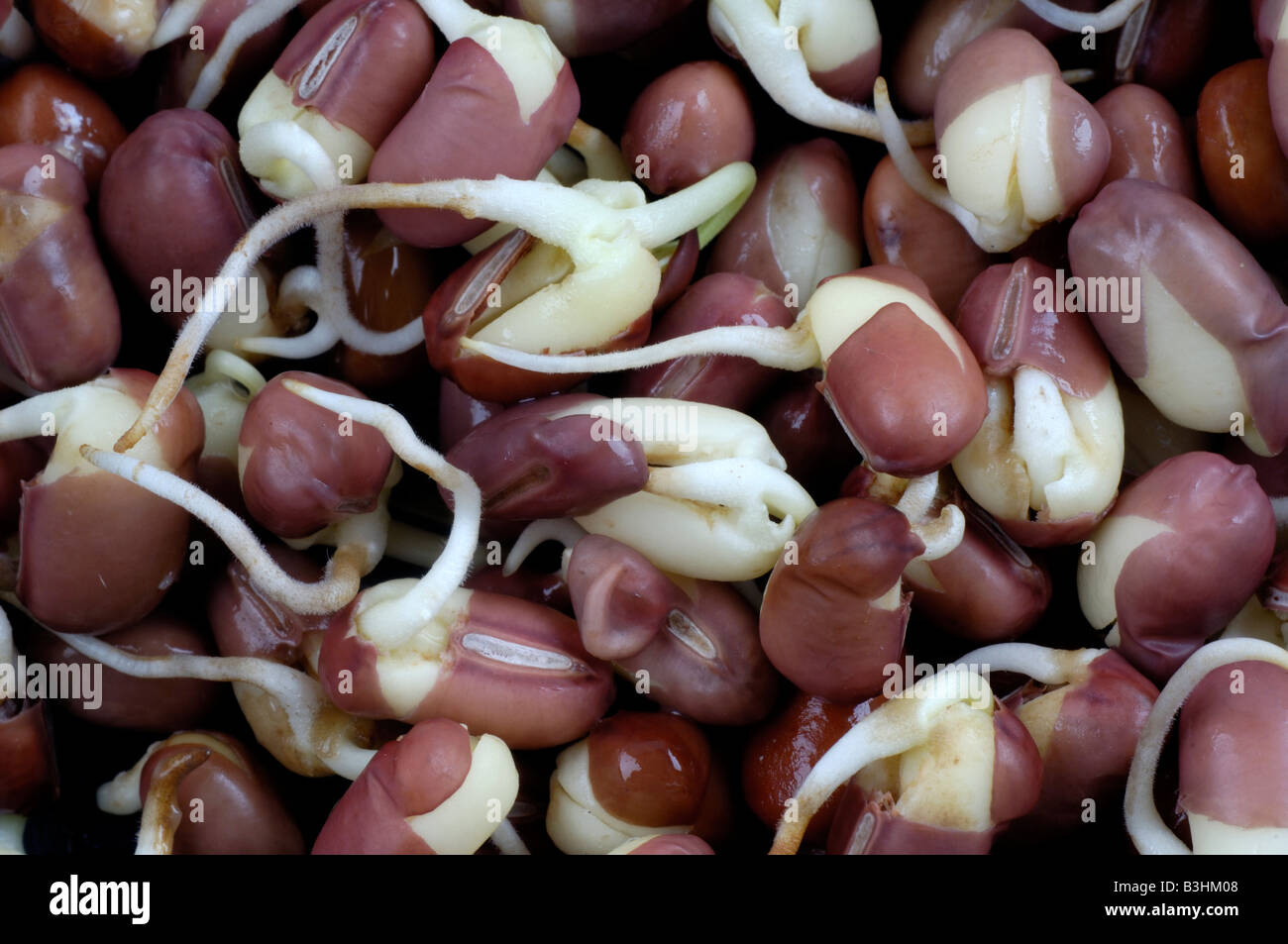 Bean fruits hi-res stock photography and images - Alamy