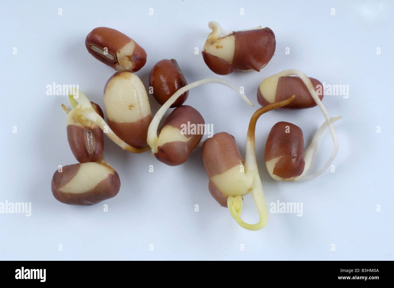 Adzuki bean hi-res stock photography and images - Alamy