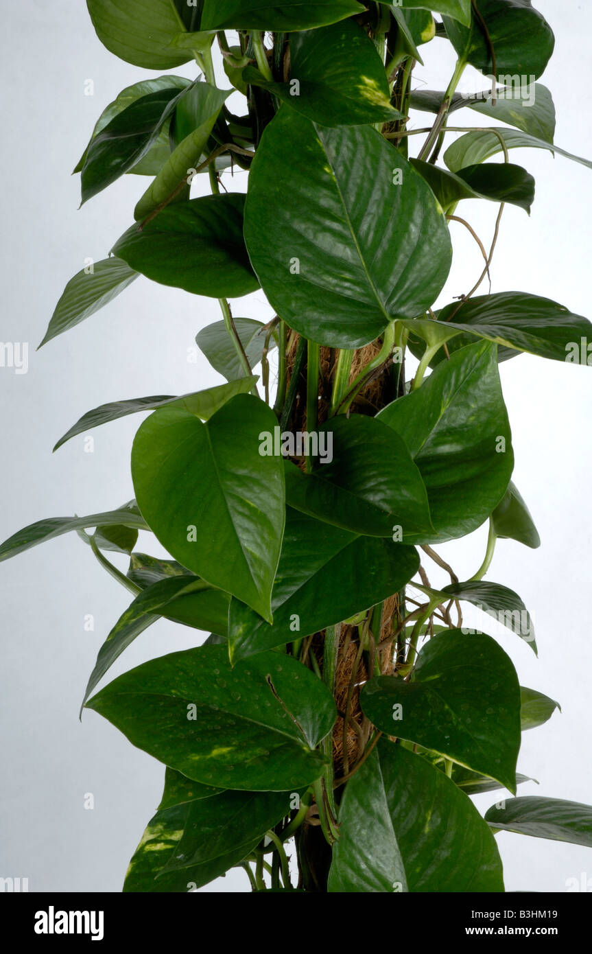 Scindapsus hi-res stock photography and images - Alamy