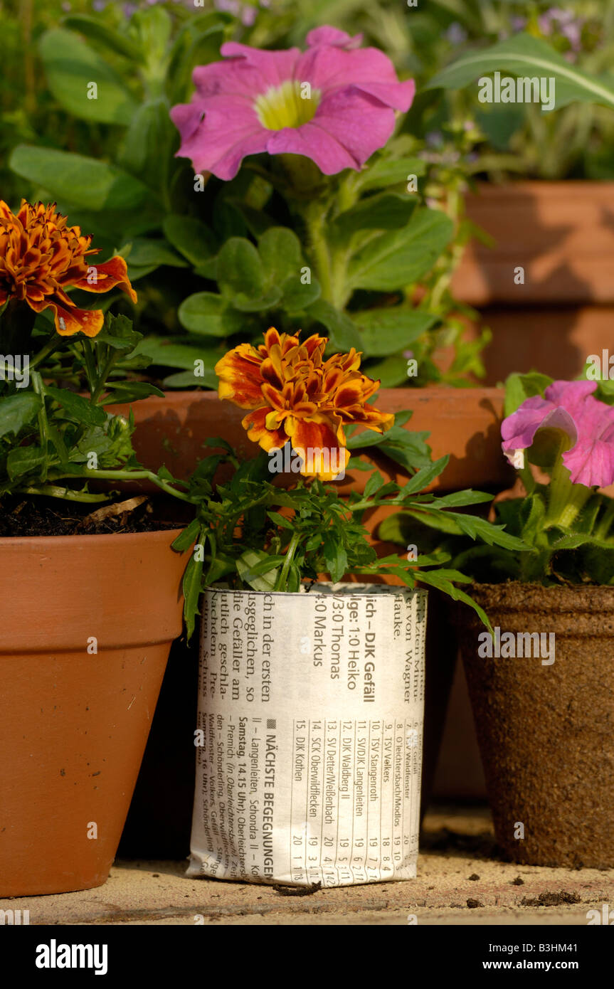 Young tagetes plants Stock Photo - Alamy