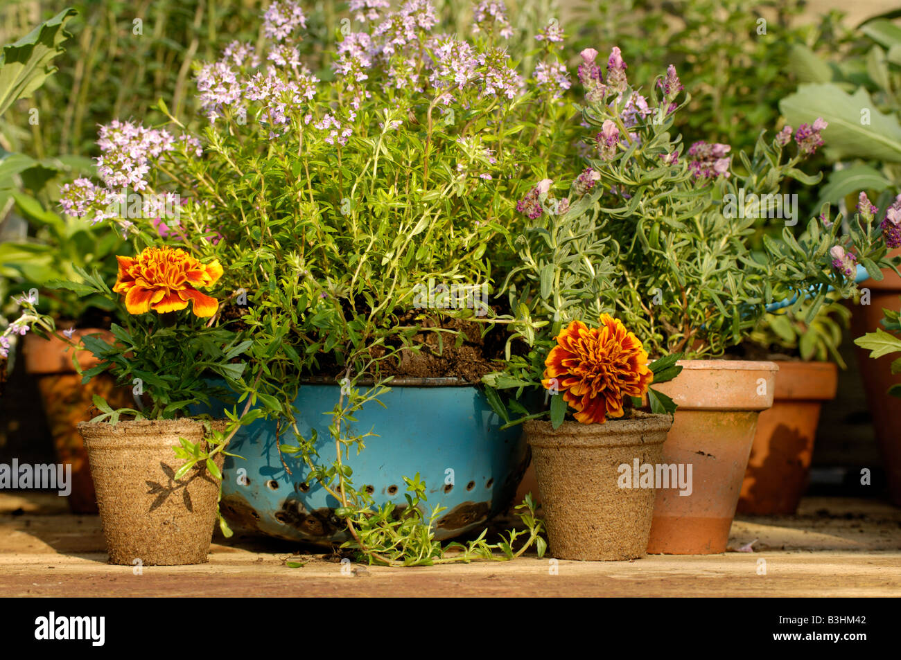 Young tagetes plants Stock Photo - Alamy