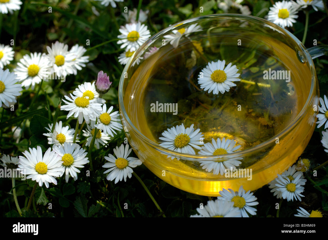 English daisy hi-res stock photography and images - Alamy