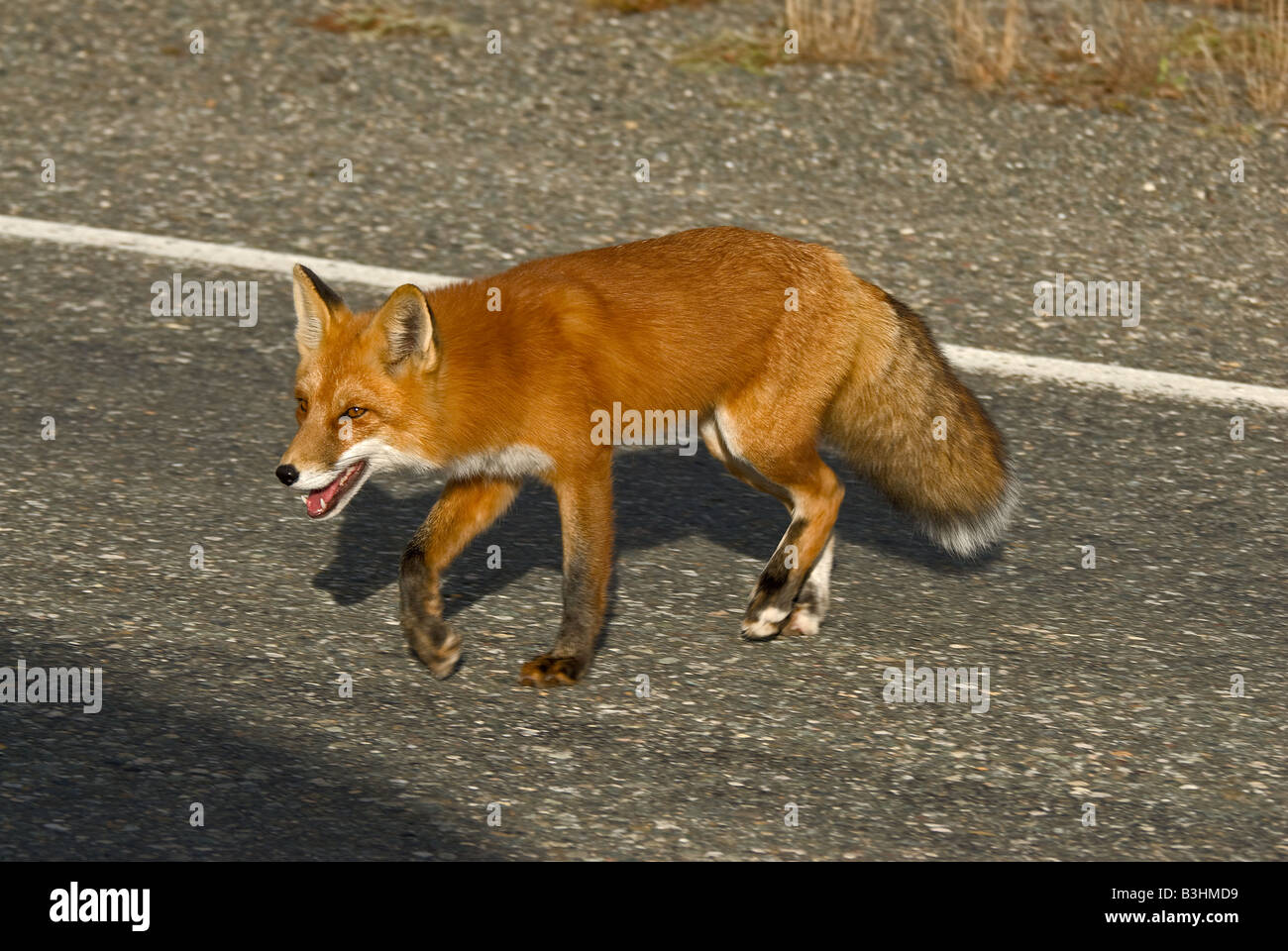 arctic fox on the prowl Stock Photo - Alamy