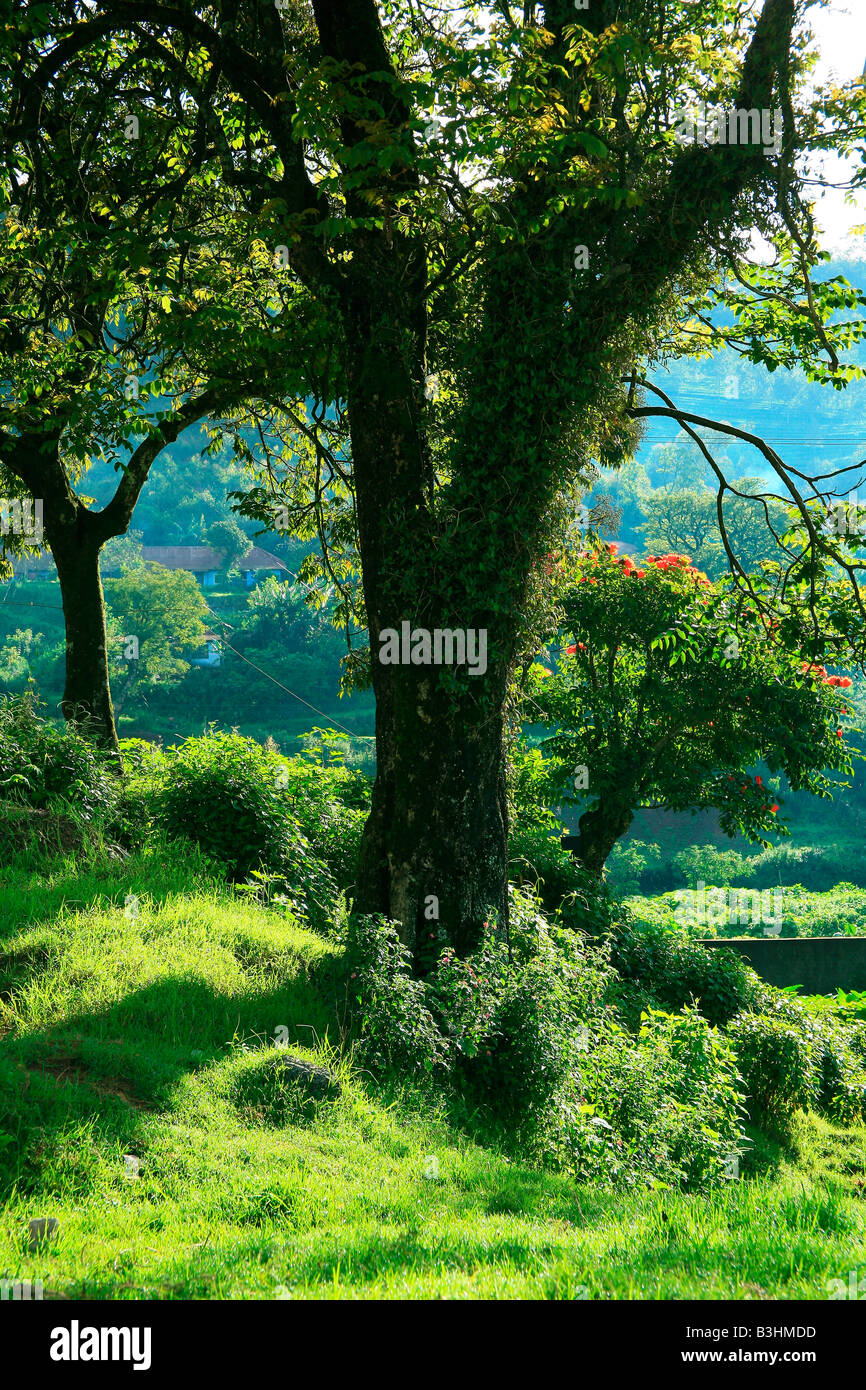 A tree with creepers in Munnar,India Stock Photo - Alamy