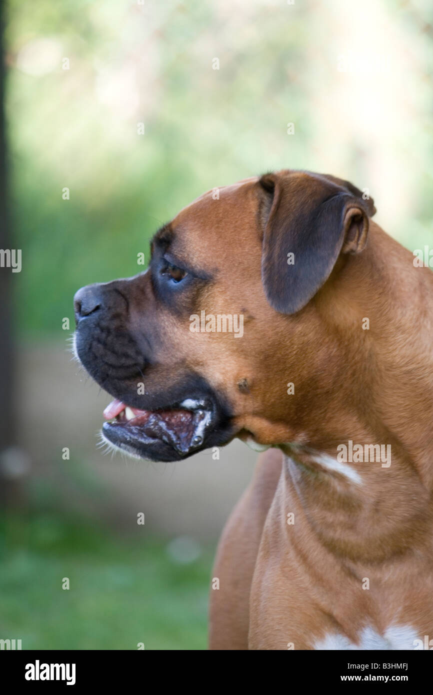 Boxer dog headshot Stock Photo - Alamy