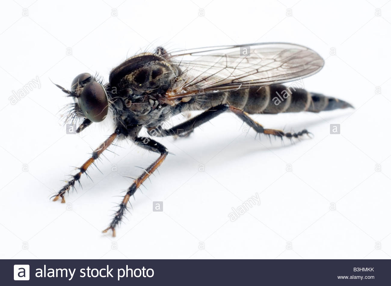 Asilidae Stock Photos & Asilidae Stock Images - Alamy