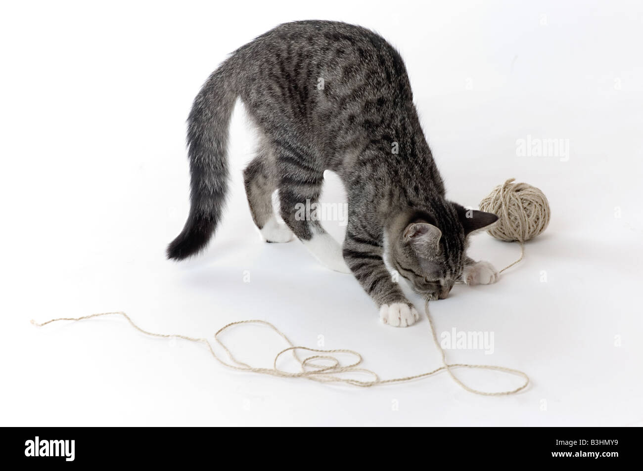 cat playing with wool Stock Photo - Alamy