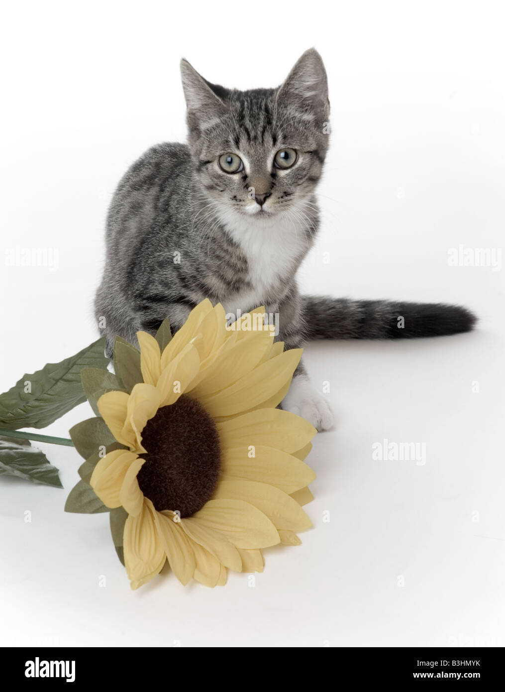 young cat and a sunflower Stock Photo - Alamy
