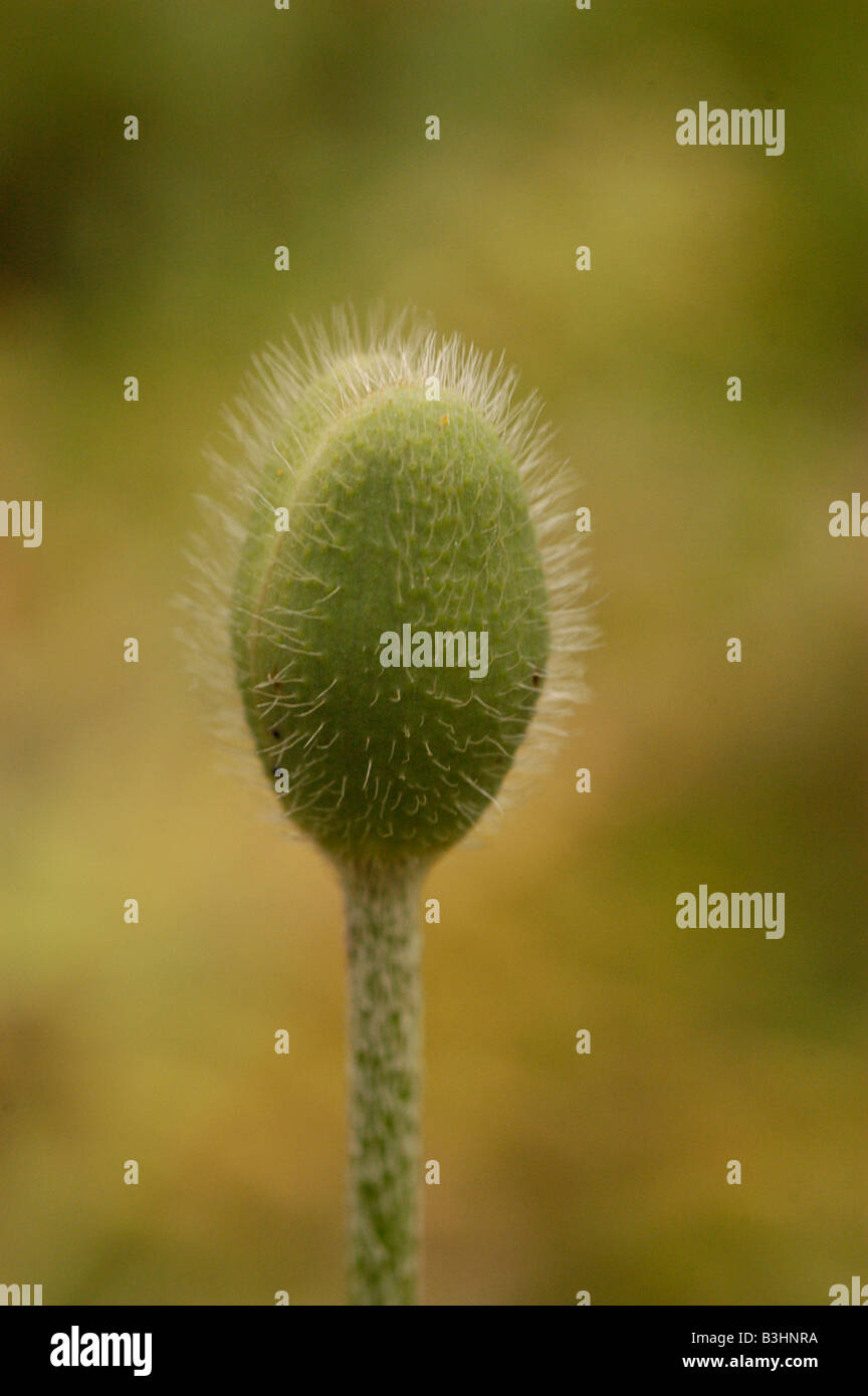 Botany part hi-res stock photography and images - Alamy