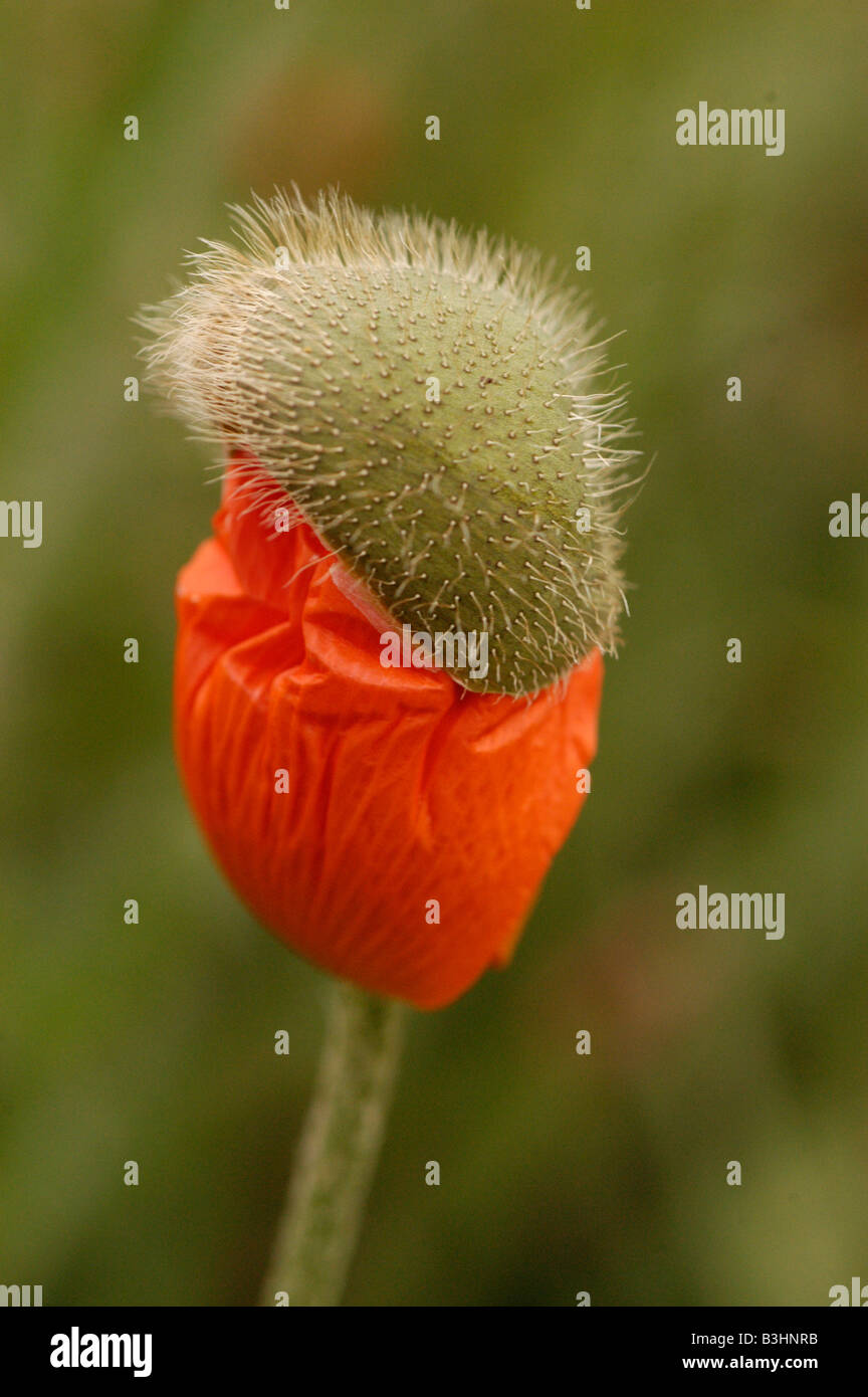 opening poppy bud Stock Photo - Alamy