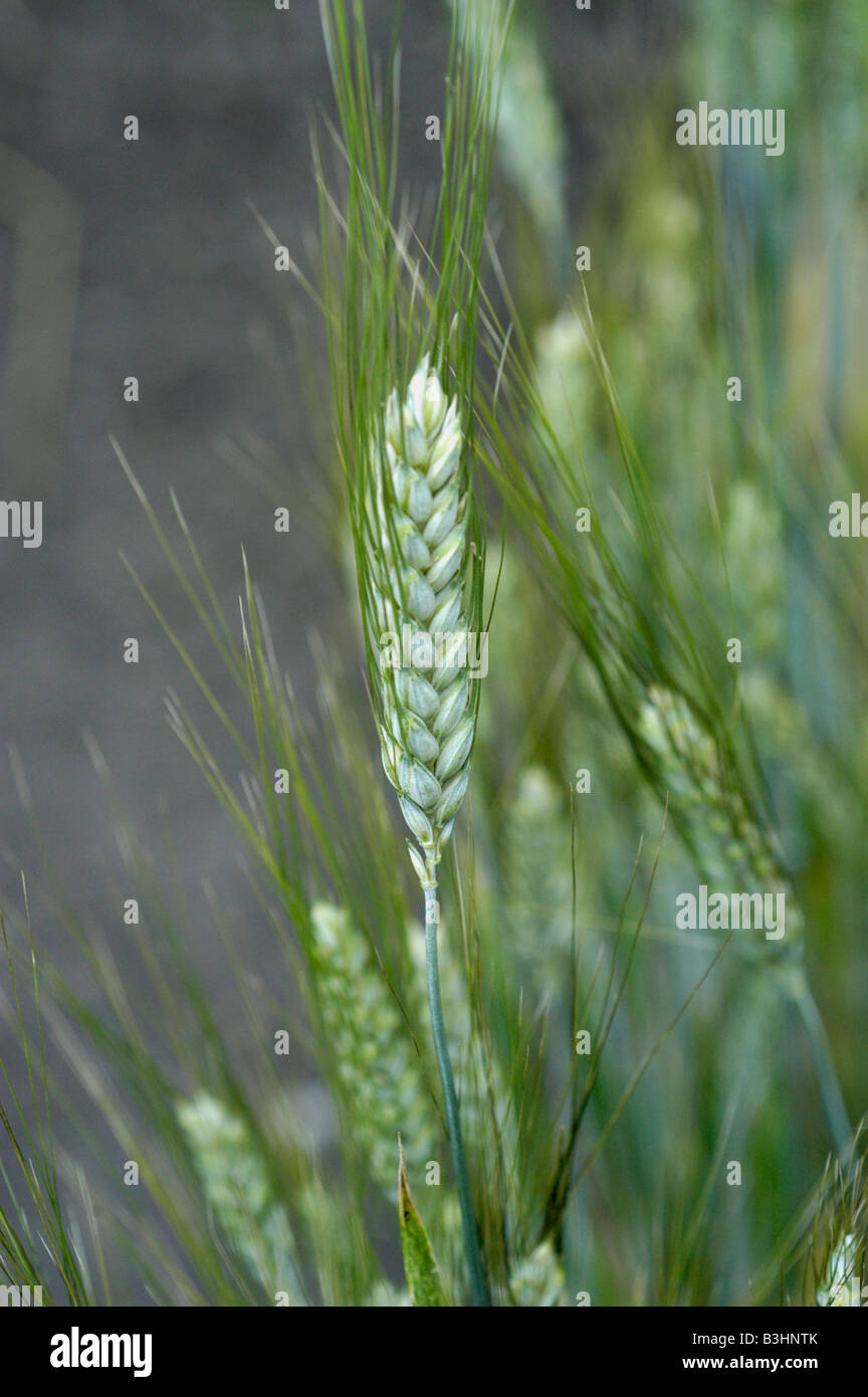 Emmer wheat hi-res stock photography and images - Alamy