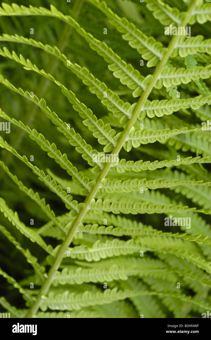 Pteridopsida hi-res stock photography and images - Alamy