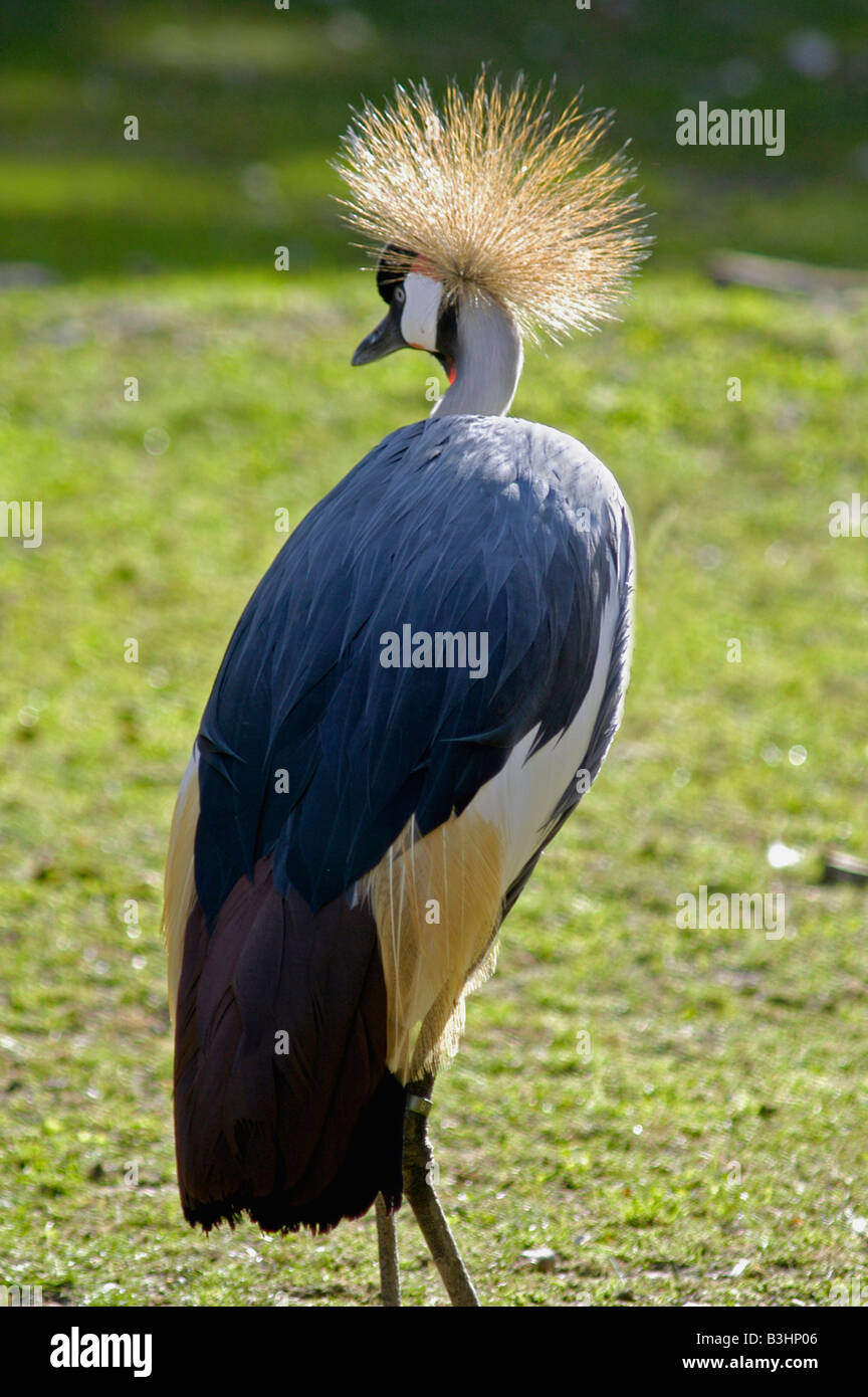 Crone hi-res stock photography and images - Alamy
