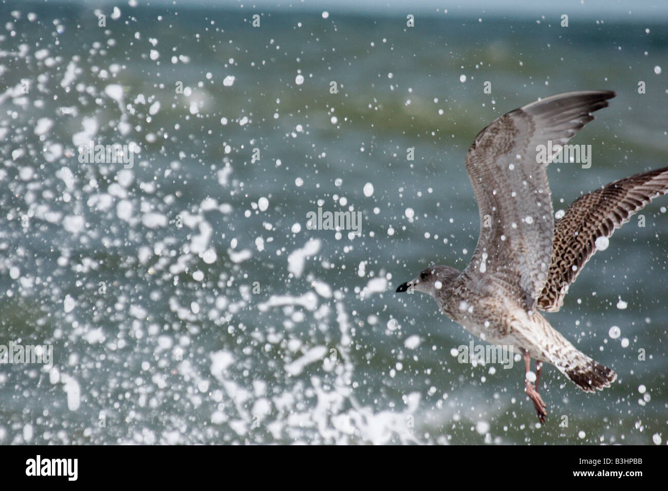 Grey seagull bird escaping quick fly huge sea water wave high winds ...