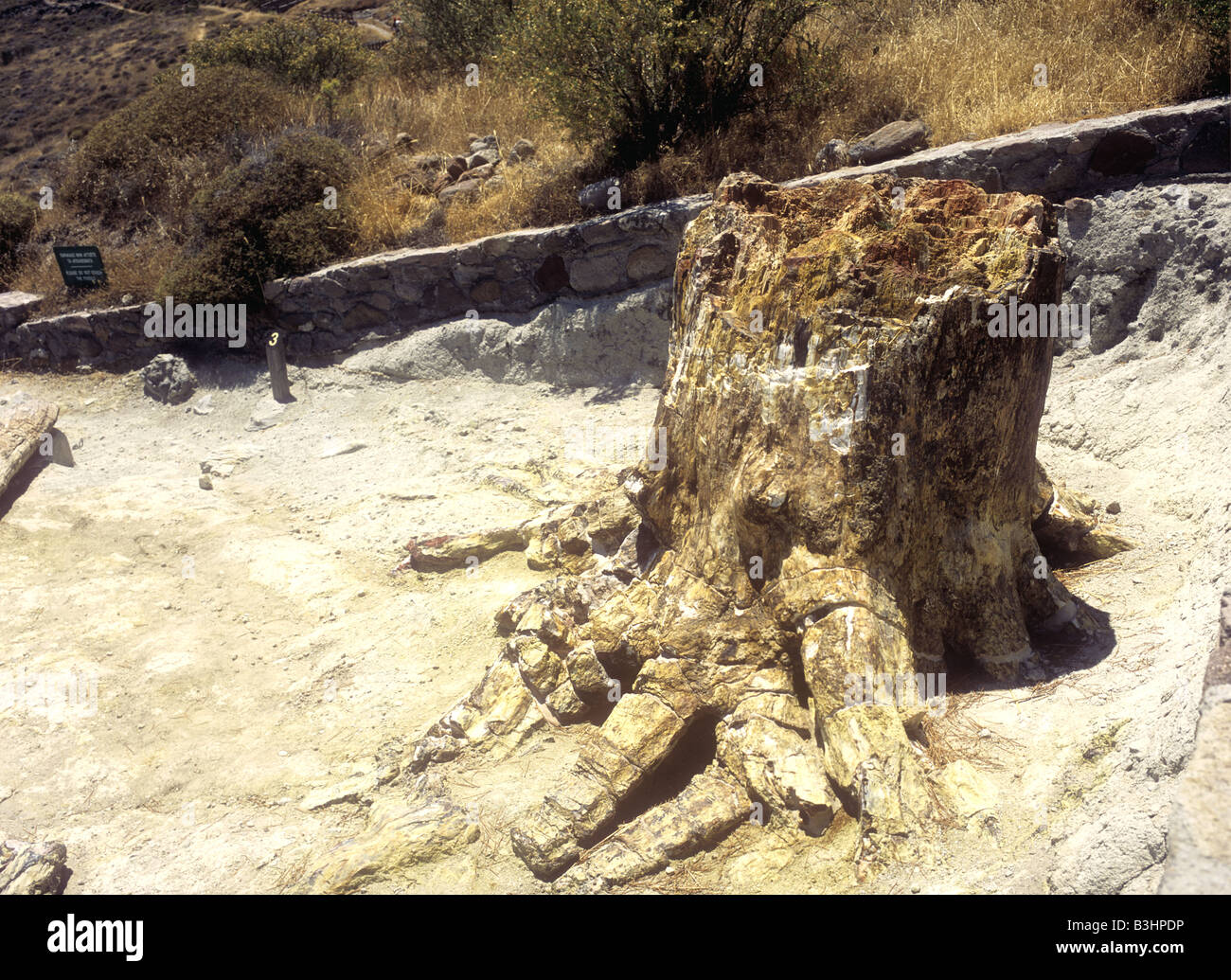 Fossil tree stumps hi-res stock photography and images - Alamy
