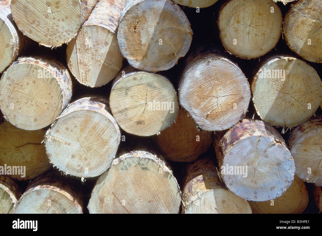 Wood logs piled Stock Photo - Alamy