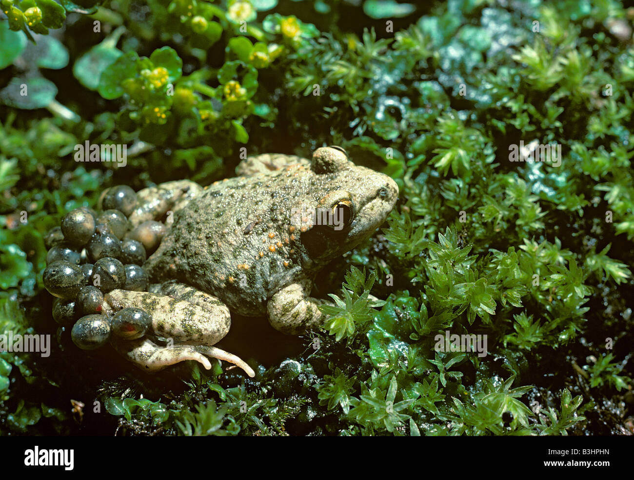Male midwife toad Alytes obstetricans carrying eggs Stock Photo - Alamy