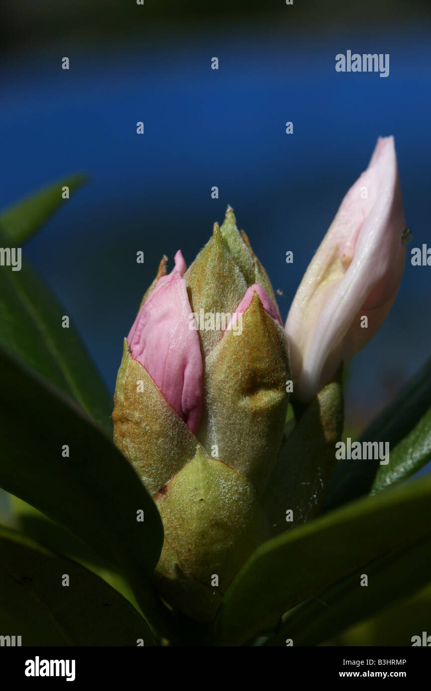 Azalea bud hi-res stock photography and images - Alamy