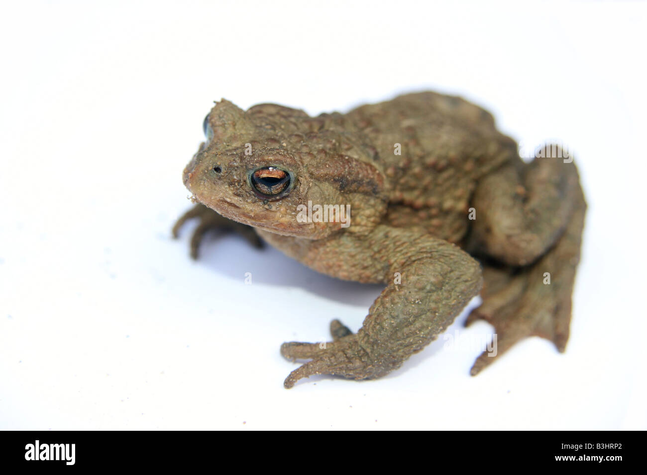 Toad toads Cut Out Stock Images & Pictures - Alamy