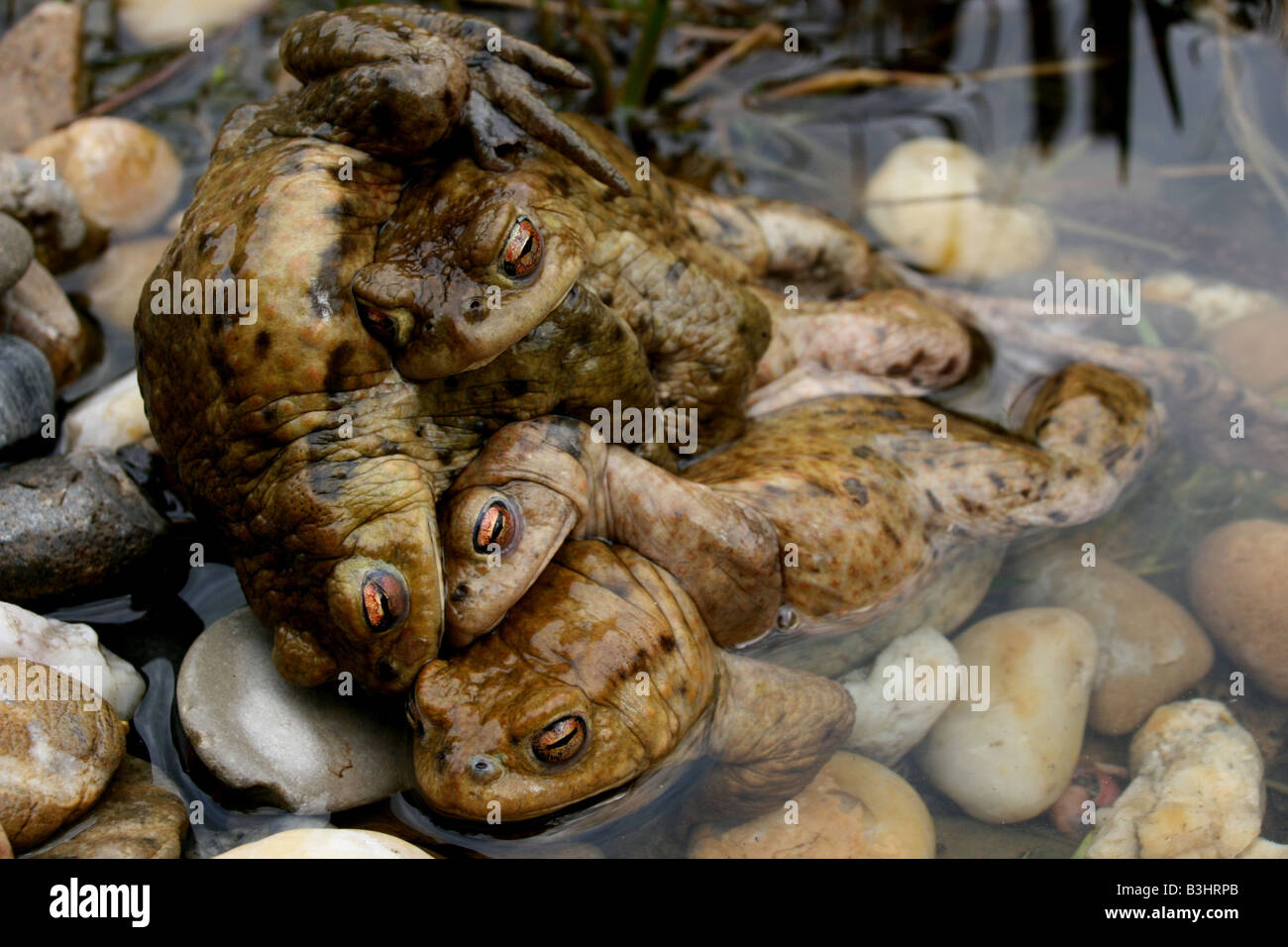 common toad pack Stock Photo - Alamy
