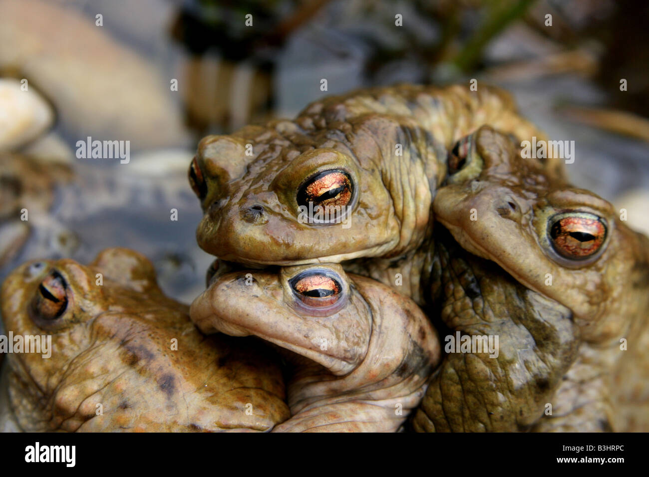 Common toad male female hi-res stock photography and images - Alamy