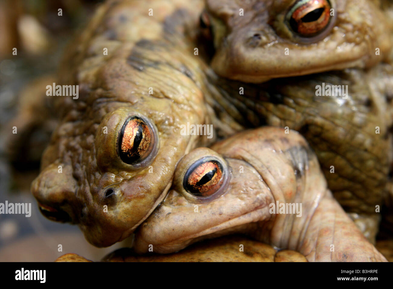 Common toad male female hi-res stock photography and images - Alamy