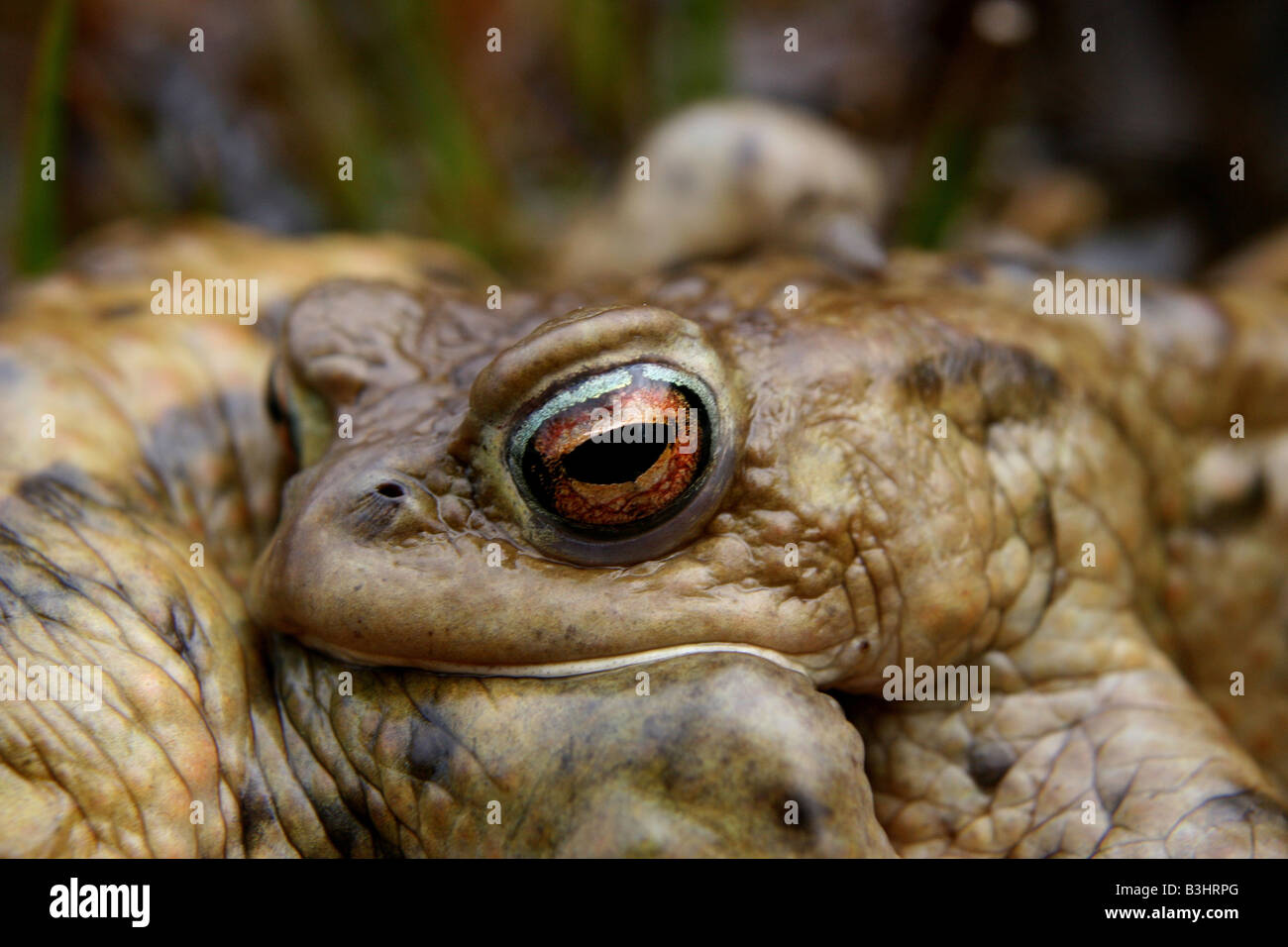 common toad pack Stock Photo - Alamy