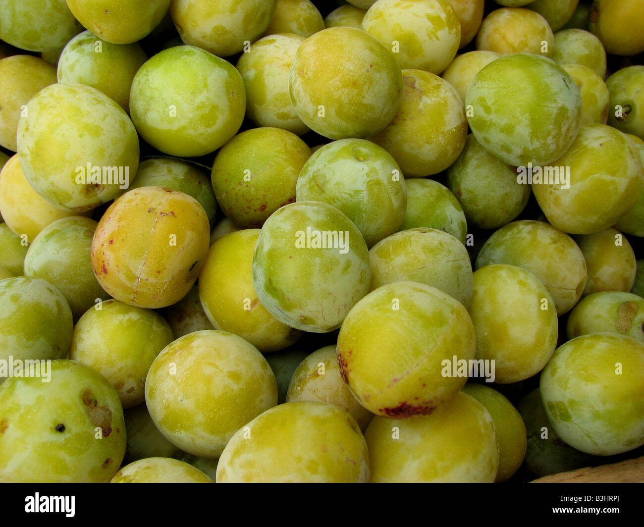 Mirabelles tree hi-res stock photography and images - Alamy