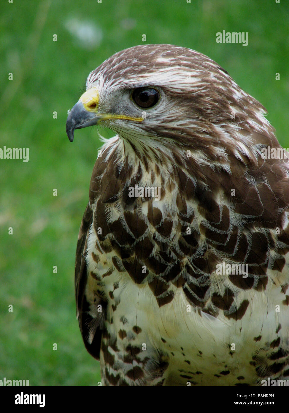 Falcon hunting hi-res stock photography and images - Alamy