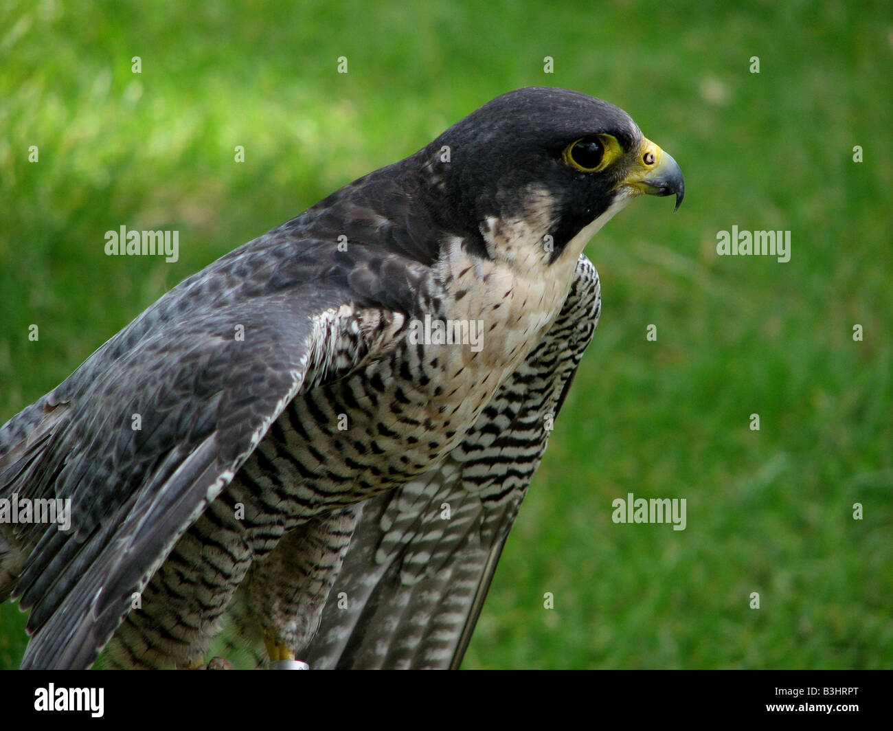 Falcon hunting hi-res stock photography and images - Alamy