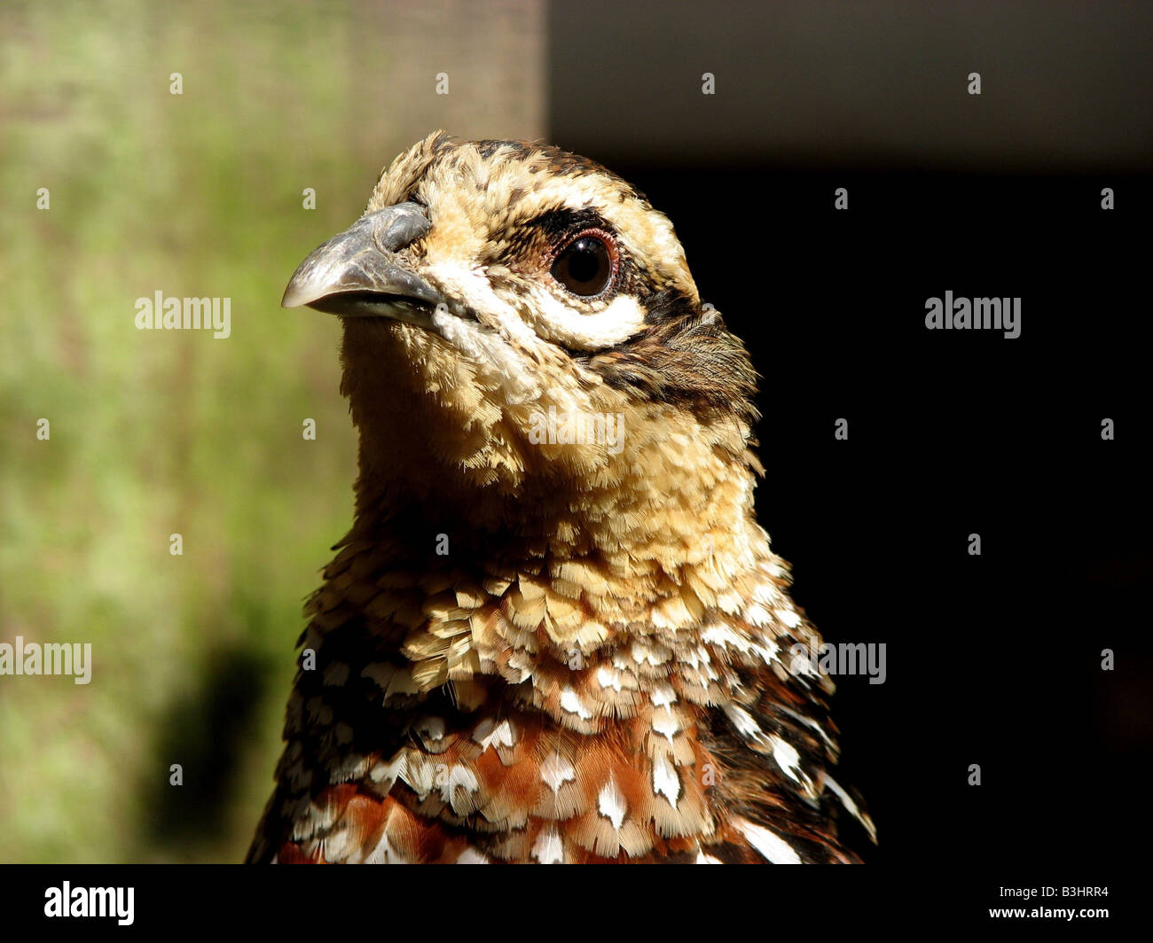 Bird body human head hi-res stock photography and images - Alamy