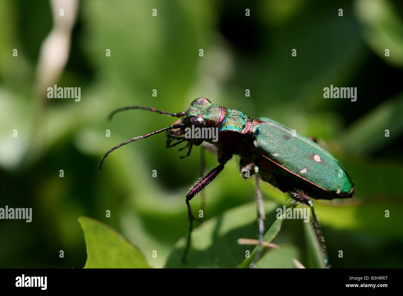 green tiger beetle Stock Photo - Alamy