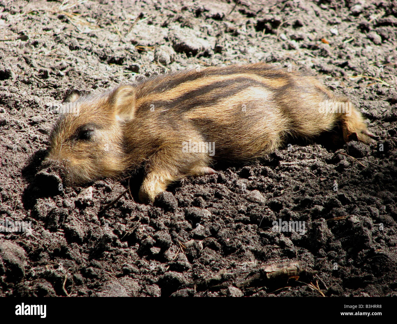 Wild boar with shote hi-res stock photography and images - Alamy