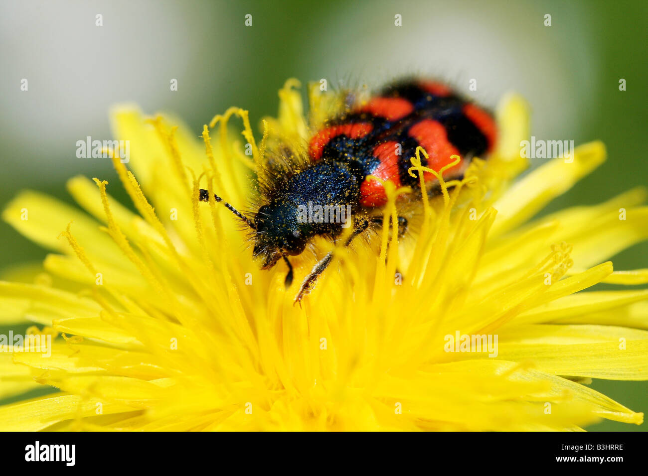 common bee beetle Stock Photo - Alamy
