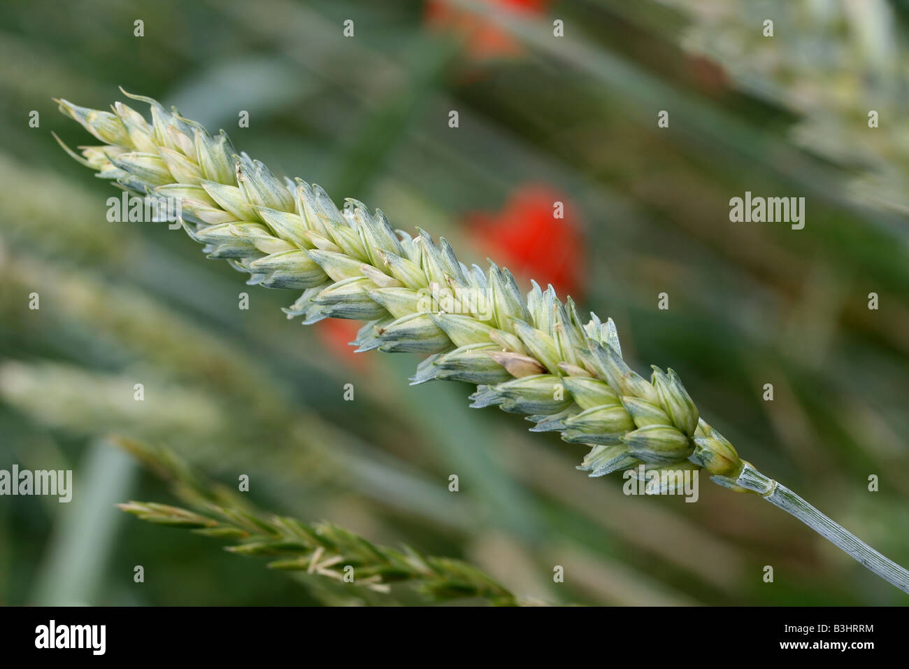Barley awns hi-res stock photography and images - Alamy