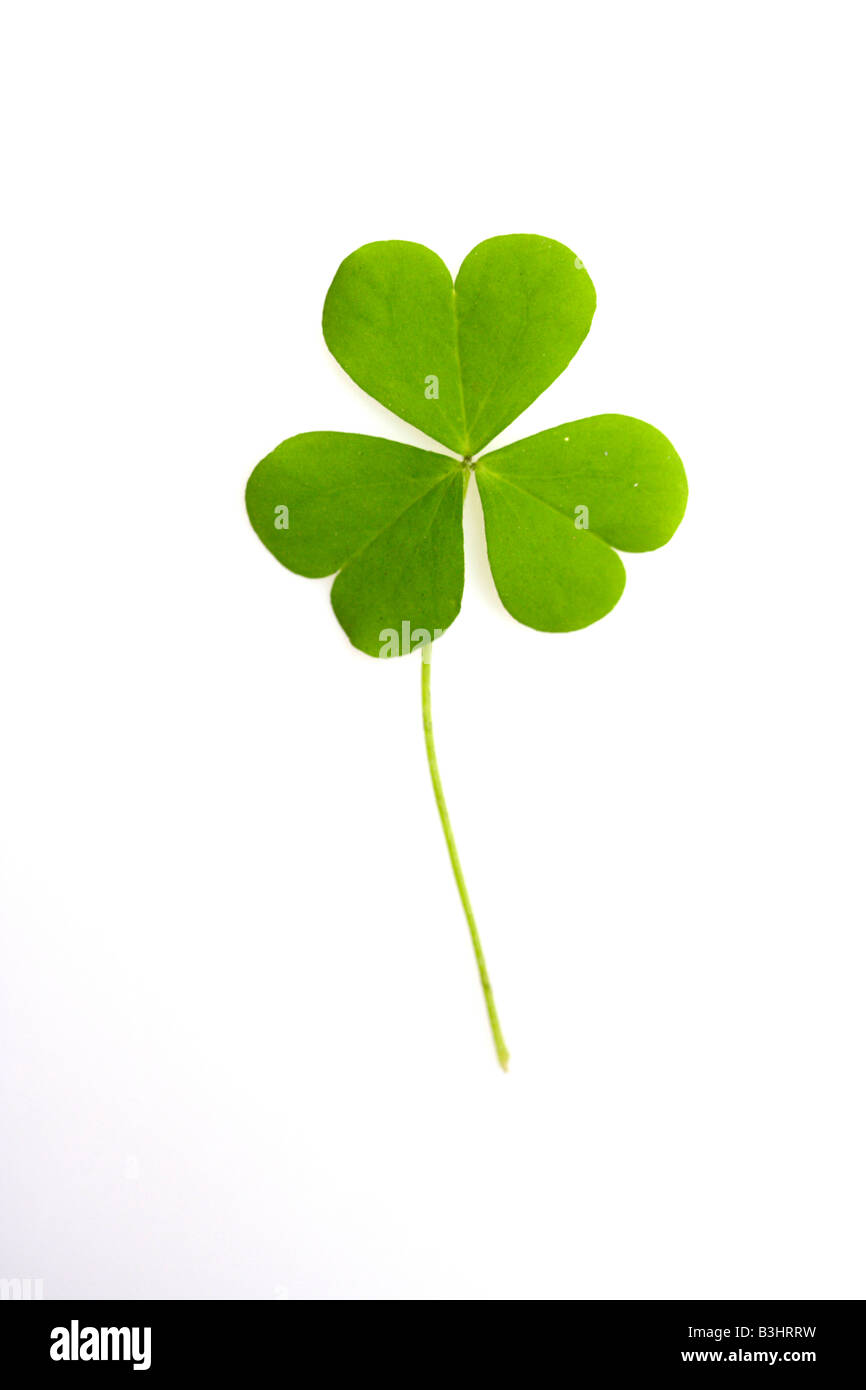 Three Leaved Clover High Resolution Stock Photography and Images - Alamy