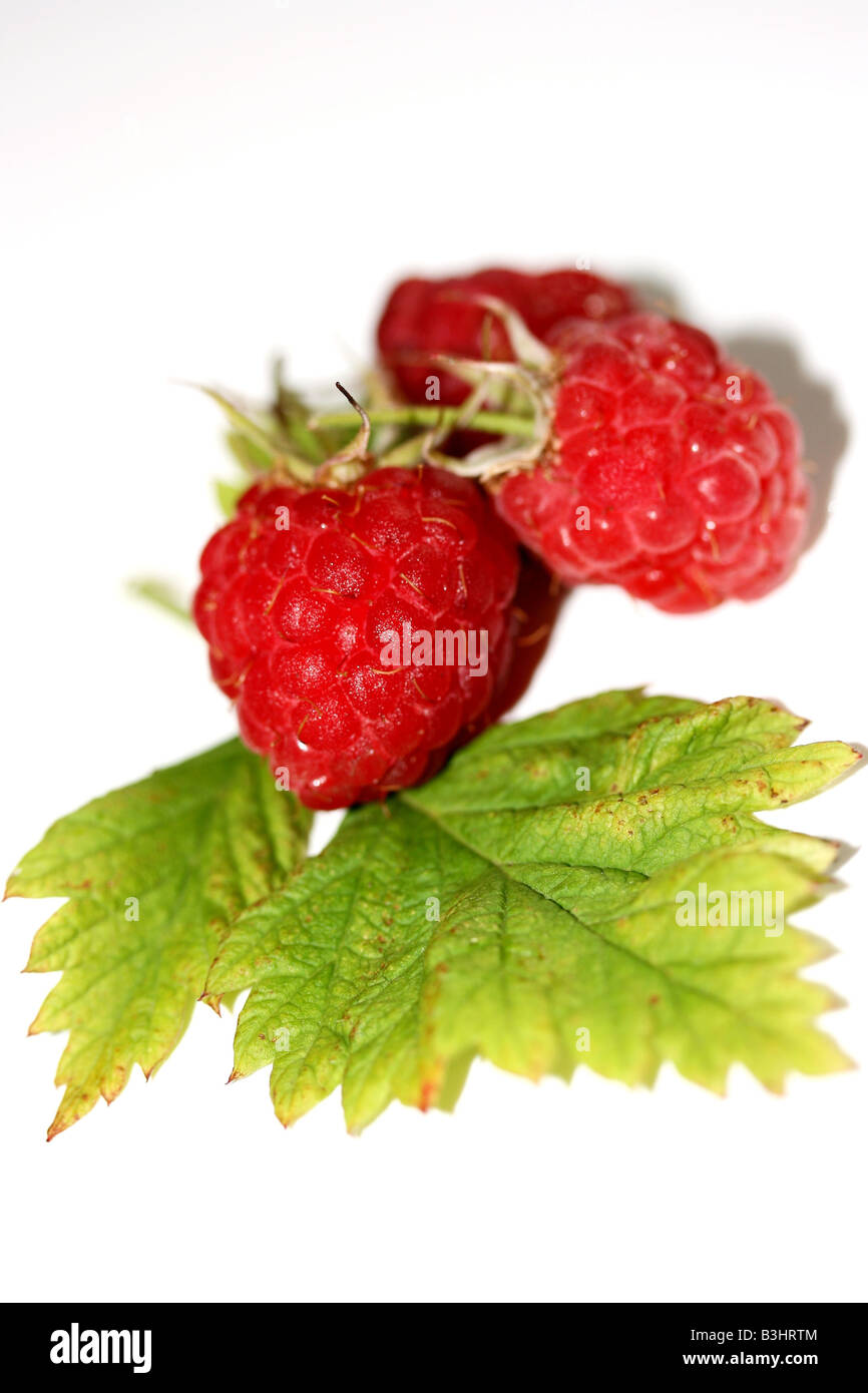 Spring leaves red raspberry hi-res stock photography and images - Alamy