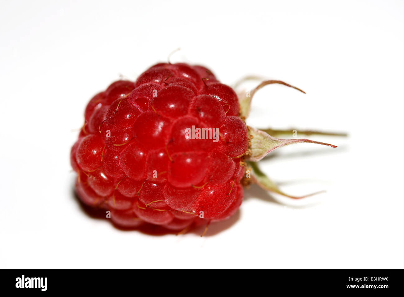 Raspberry plant detail Cut Out Stock Images & Pictures - Alamy