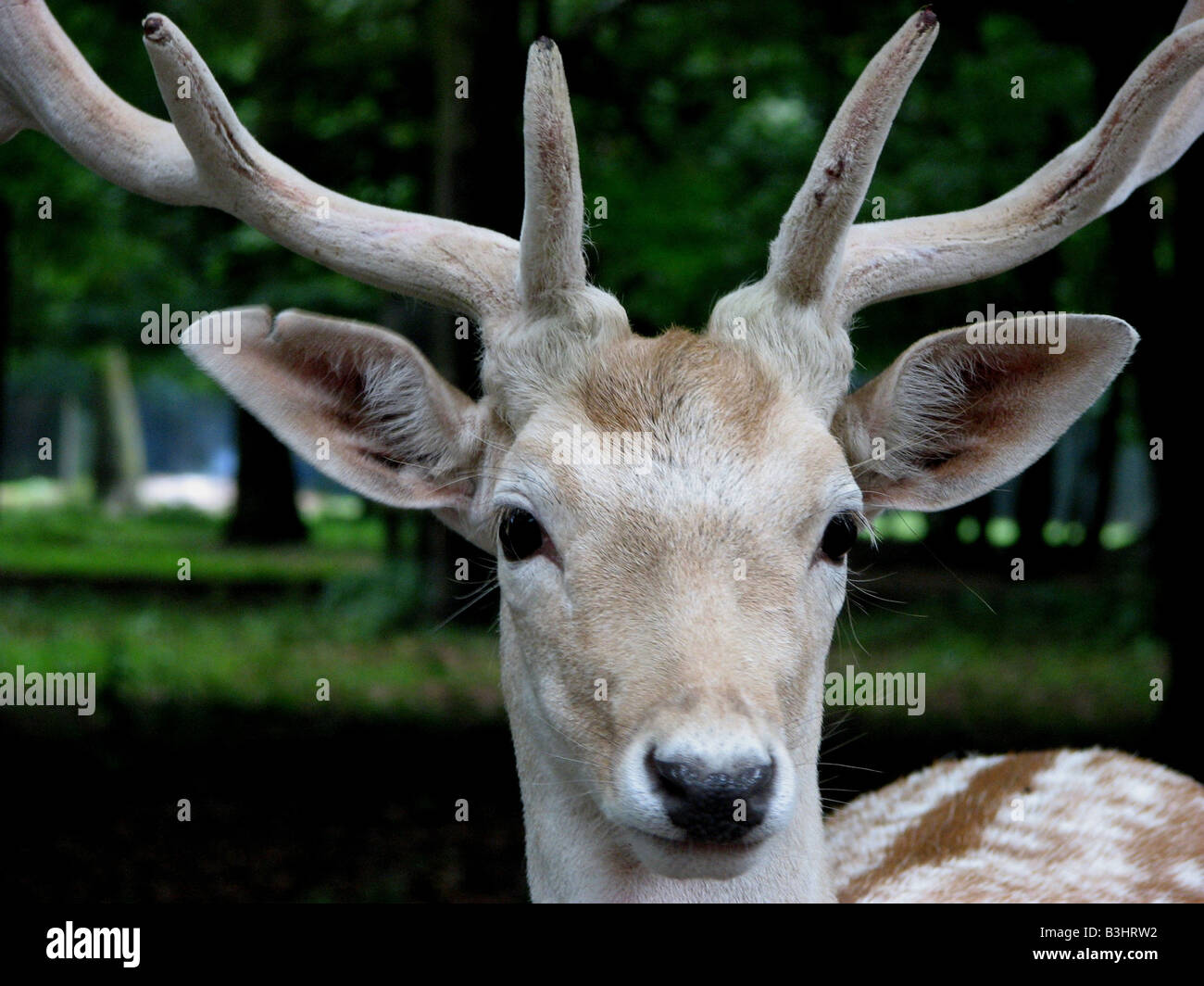 Alpha deer hi-res stock photography and images - Alamy