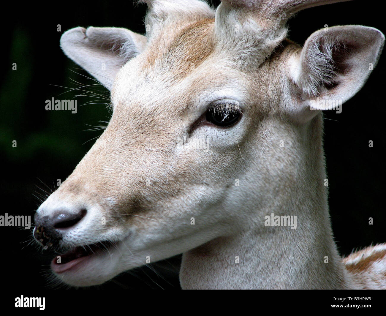 portrait of a deer Stock Photo - Alamy