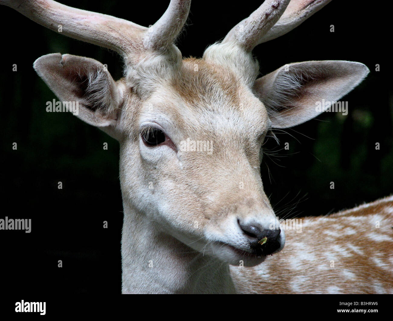 portrait of a deer Stock Photo - Alamy