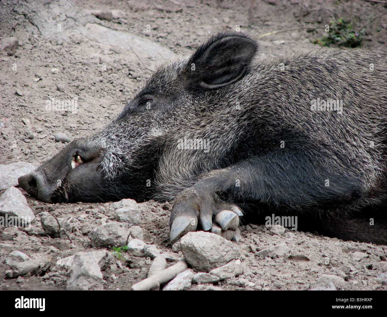 Female boars hi-res stock photography and images - Alamy